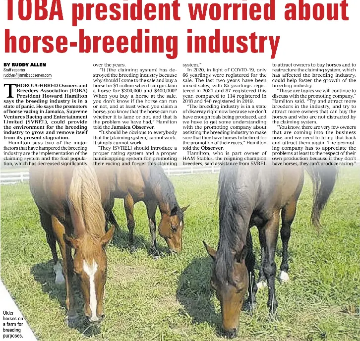 TOBA president worried about horse-breeding industry - PressReader