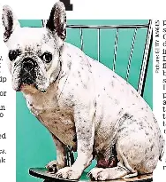 Celebrate pooches, not pampered pets - PressReader