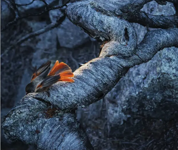 Flock together - PressReader