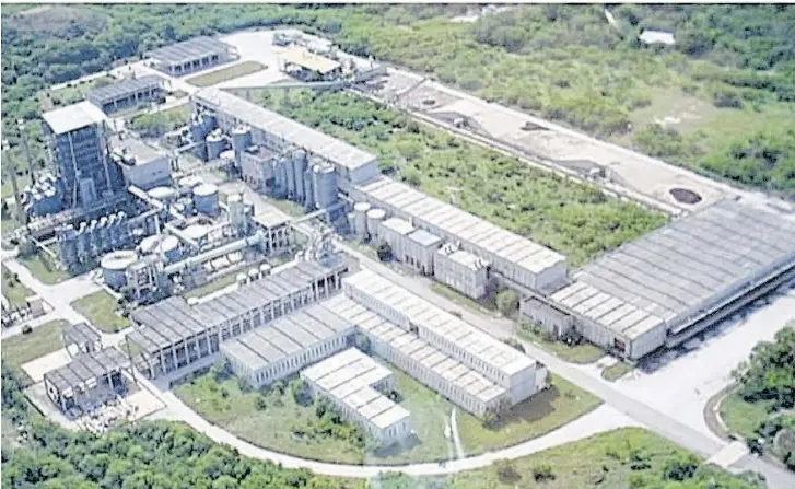 Bamboo project for Westmorela­nd to begin early next year - PressReader