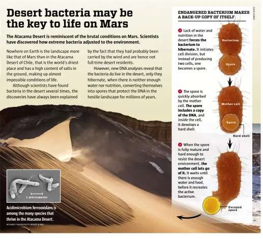 Desert bacteria may be the key to life on Mars - PressReader