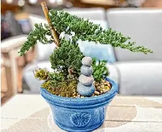 Have patience and don’t be intimidate­d by growing a bonsai - PressReader