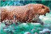 27-yr-old leopard Balaji dies at Tirupati zoo - PressReader