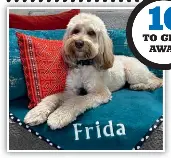 PERSONALIS­ED PET BLANKETS - PressReader