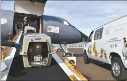 MHS transports 50 cats to Silicon Valley - PressReader
