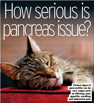 How serious is pancreas issue? - PressReader