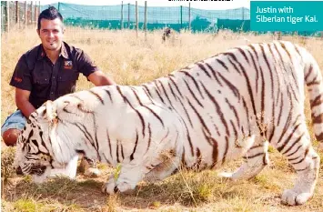 Hard life for Panjo the tiger - PressReader