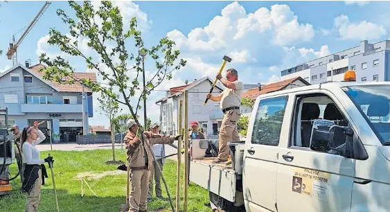 Do kraja godine posadit će se 600 novih stabala, srušeno 78 bolesnih ...