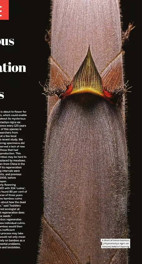 Mysterious bamboo regenerati­on baffles scientists - PressReader