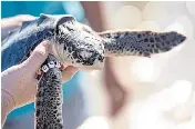 Recovery era complete, cold-stunned turtles named for Taylor Swift songs released - PressReader