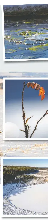 Autumn colours make way for shades of winter - PressReader