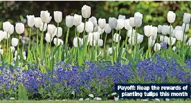 Why now is the perfect time to plant tulip bulbs - PressReader