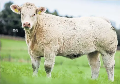 In-demand herds make sale history - PressReader