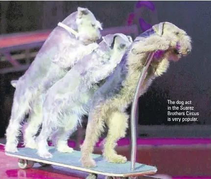 Suarez Brothers Circus returns - PressReader