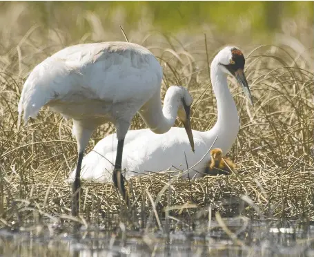 Canadian Natural Resources gives $600K to aid whooping cranes - PressReader