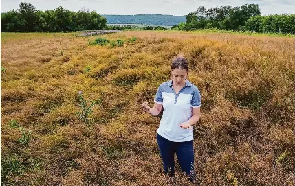Minnesota, N. Dakota farmers try out potential miracle crop - PressReader