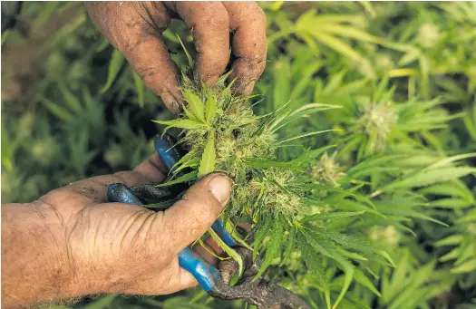 SA’S cannabis sector in high spirits after act signed into law ...