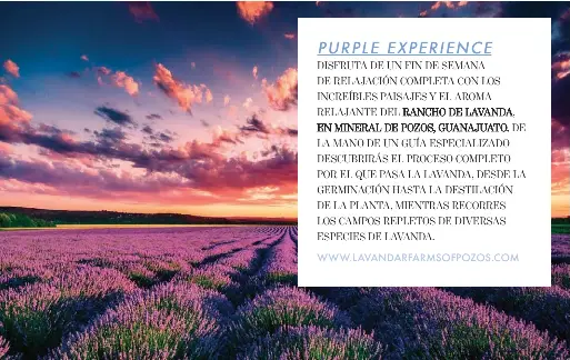 PURPLE EXPERIENCE - PressReader