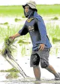 PIDS: AGRI GROWTH STUNTED BY SHRINKING FARM SIZE, LOW PRODUCTIVI­TY ...