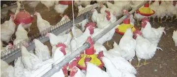 Rainbow Chicken ready to be listed within months, says RCL - PressReader