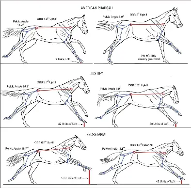 ANALYSIS OF GALLOPING STYLE - PressReader
