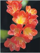 PLANT OF THE WEEK - PressReader