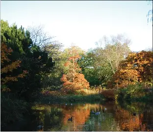 Come into the woods at the heart of the city - PressReader