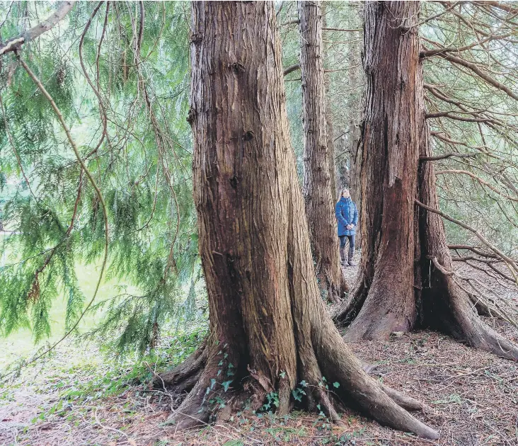 Bathing on beech trip - PressReader