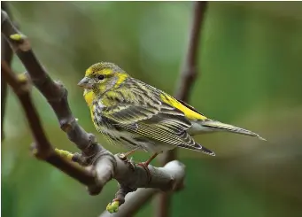 Basic Principles - PressReader