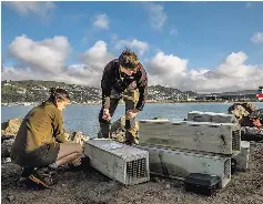 A weasel by weasel fight for biodiversi­ty - PressReader