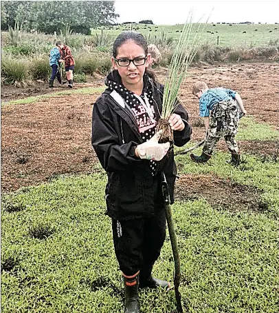 Wetland gets kids planting - PressReader
