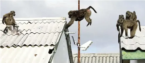 Baboon ‘troop’ ransacks navy base - PressReader