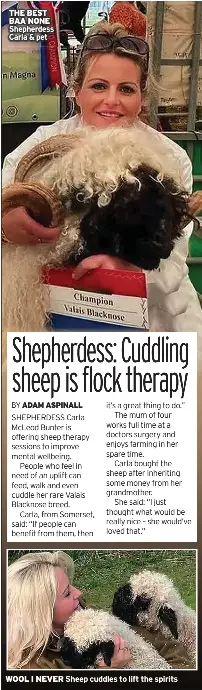 Shepherdes­s: Cuddling sheep is flock therapy - PressReader