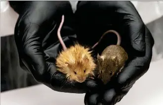 Scientists geneticall­y engineer mice with thick hair like the extinct woolly mammoth - PressReader