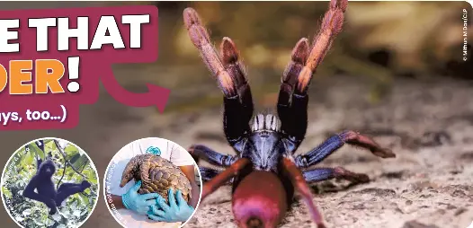 SAVE THAT SPIDER! - PressReader