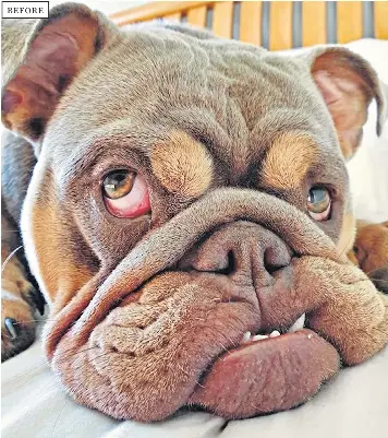 Why the flat face? Tuna the dog has surgery to correct over-breeding ...