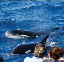 Bremer Canyon killer whale expedition - PressReader