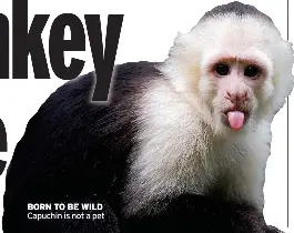 Cheeky monkey on the loose - PressReader