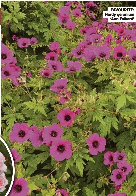 Midsummer MARVELS - PressReader