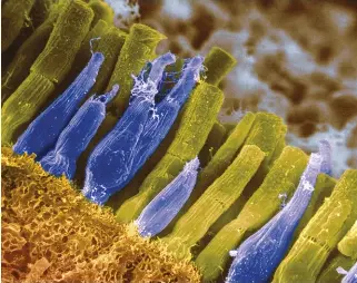 Cells convert light into nerve signals - PressReader