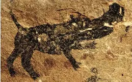 Mitiese diere in rotsskuili­ngs (Rubriek) - PressReader