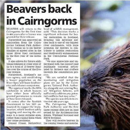 Beavers back in Cairngorms - PressReader