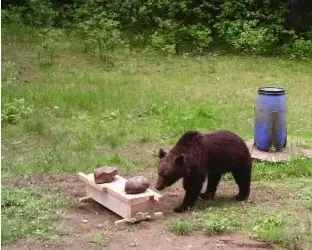 Lithuanian hunters refuse to kill bear that ambled around capital for ...