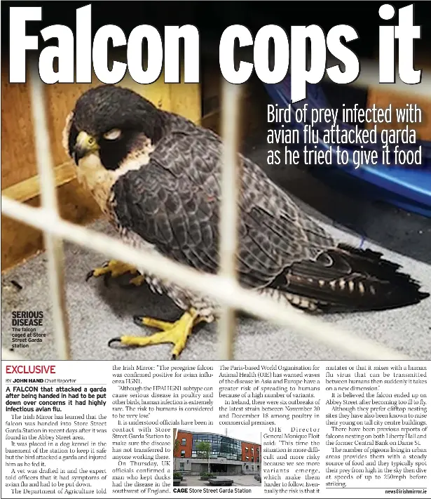 Falcon cops it - PressReader