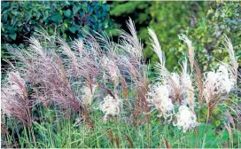 Kmetijski nasveti »Zasaditev« kuriva - PressReader