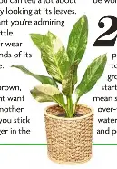 HOW TO BUY A HEALTHY PLANT - PressReader
