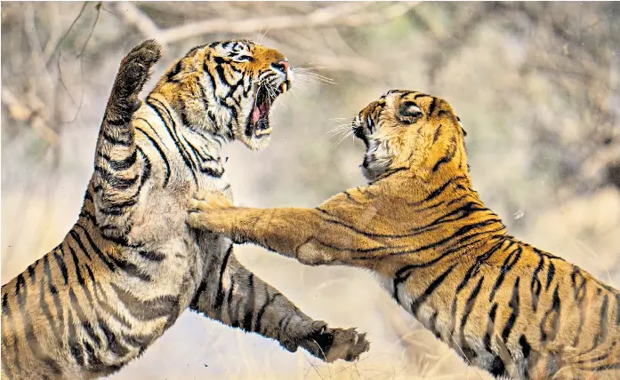 Big cat spat - PressReader