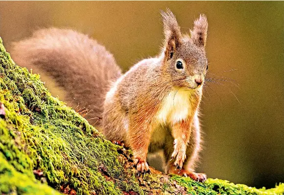 Tentsmuir: A squirrel enclave and perfect spot for sea eagles - PressReader