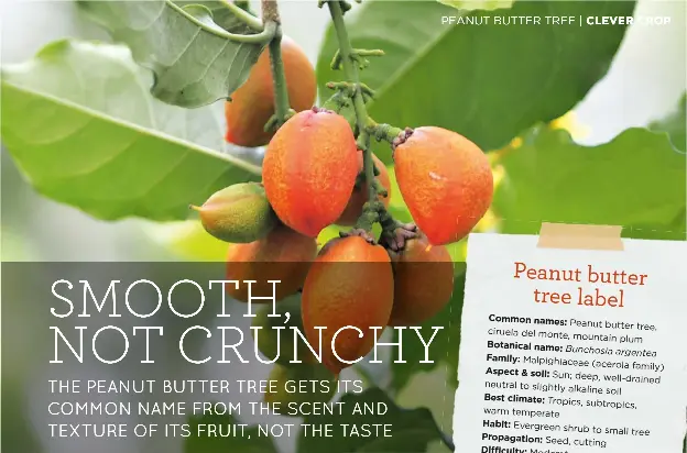 SMOOTH, NOT CRUNCHY - PressReader