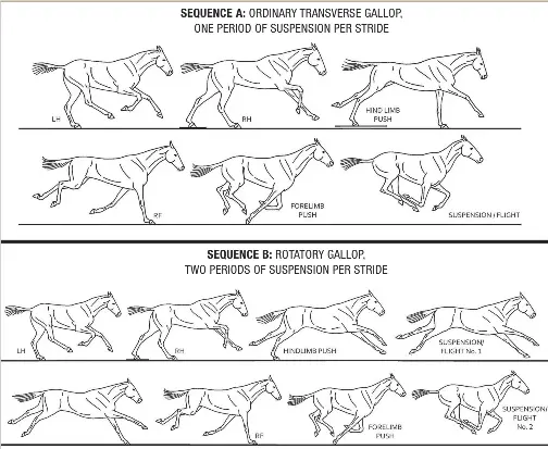 ANALYSIS OF GALLOPING STYLE - PressReader